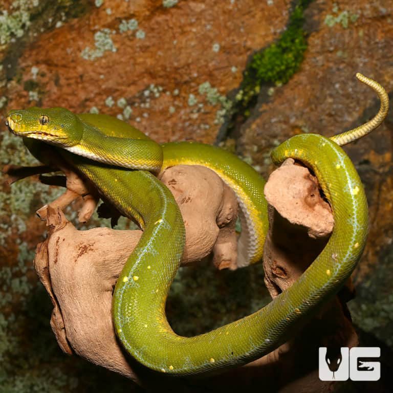 Baby Jayapura Green Tree Python For Sale - Underground Reptiles