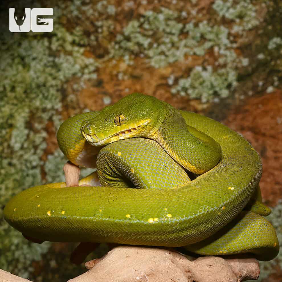 Jayapura Green Tree Pythons (Morelia viridis) For Sale - Underground ...