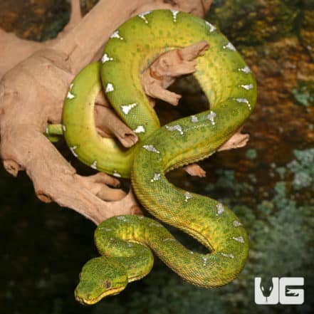 Emerald Tree Boas For Sale - Underground Reptiles