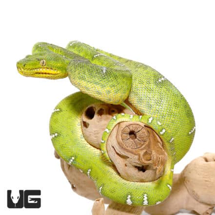Emerald Tree Boas For Sale - Underground Reptiles