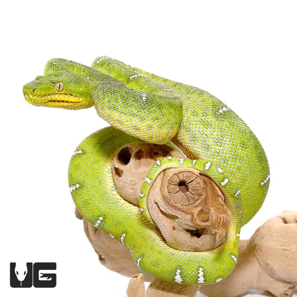 Emerald Tree Boas For Sale - Underground Reptiles