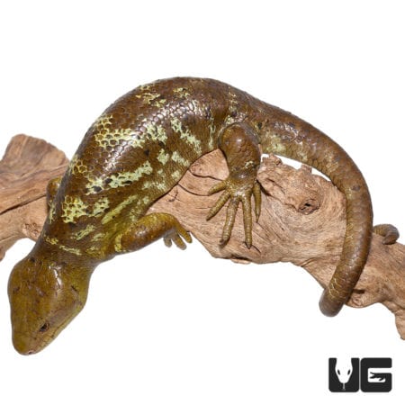 Monkey Tailed Skink For Sale - Underground Reptiles