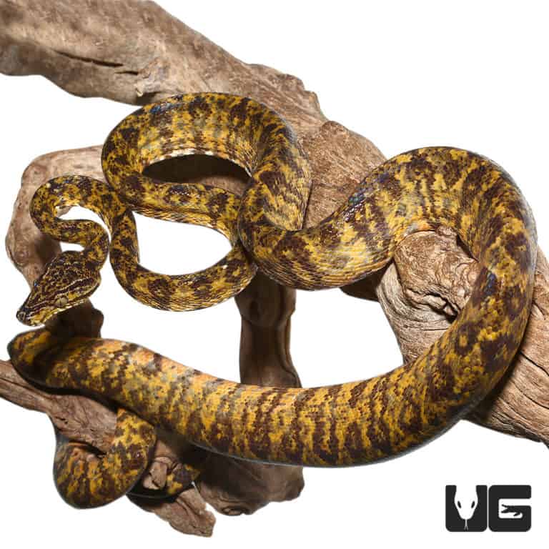 Emerald Tree Boas For Sale - Underground Reptiles