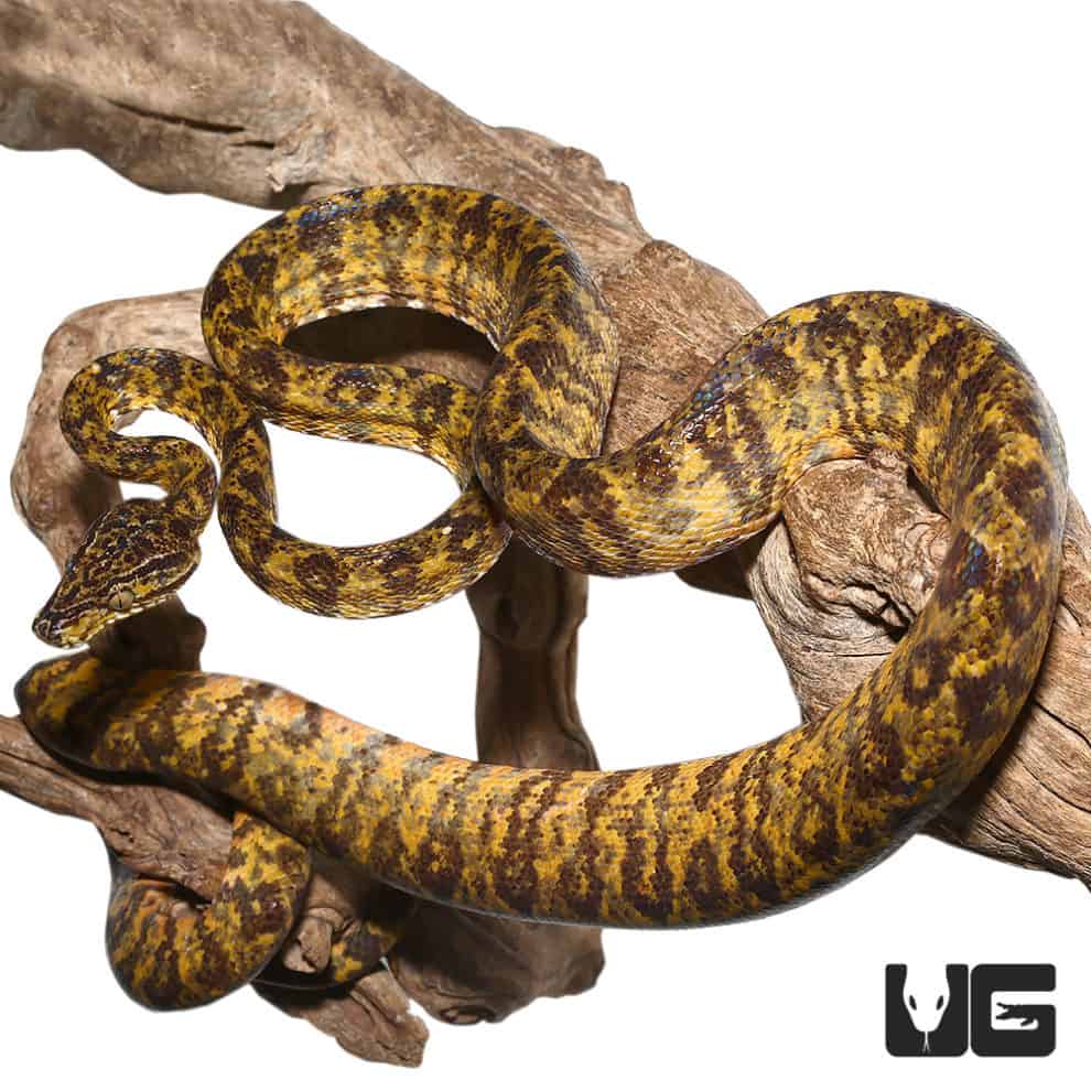 Emerald Tree Boas For Sale - Underground Reptiles