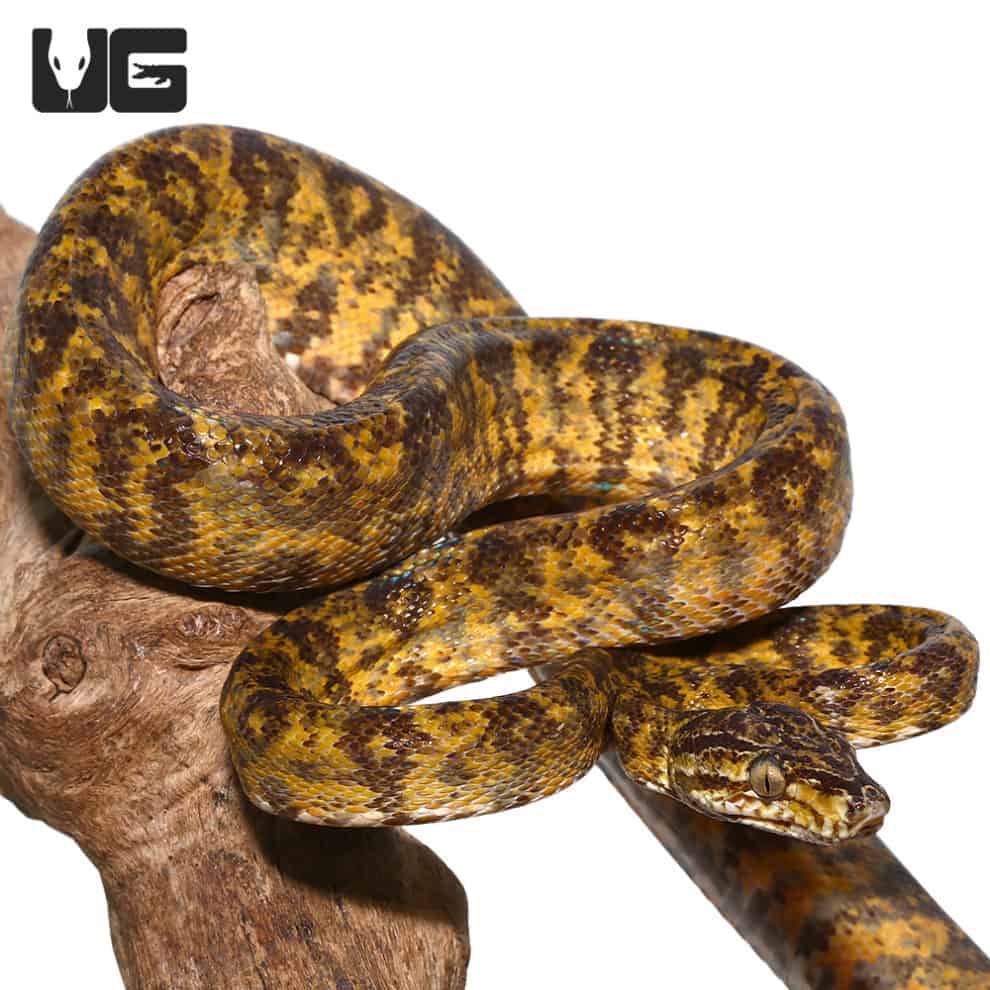 Emerald Tree Boas For Sale - Underground Reptiles