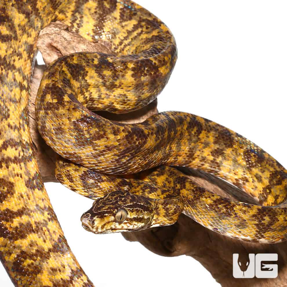 Emerald Tree Boas For Sale - Underground Reptiles