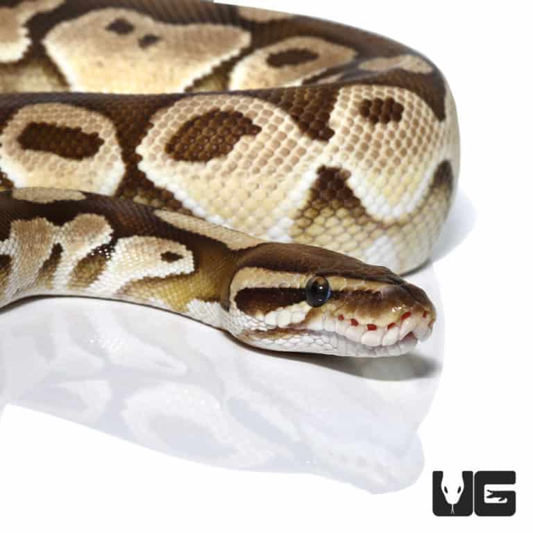 2018 Lavender Albino Spider Ball Python For Sale - Underground Reptiles