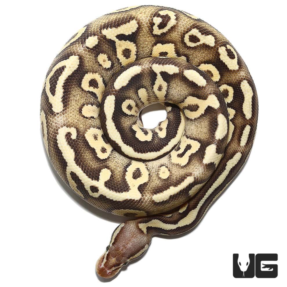 2018 Lavender Albino Spider Ball Python For Sale - Underground Reptiles