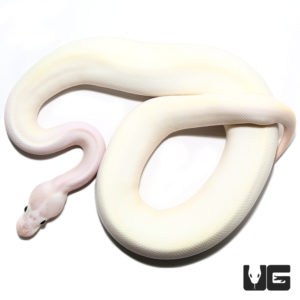 Ball Pythons For Sale - Underground Reptiles