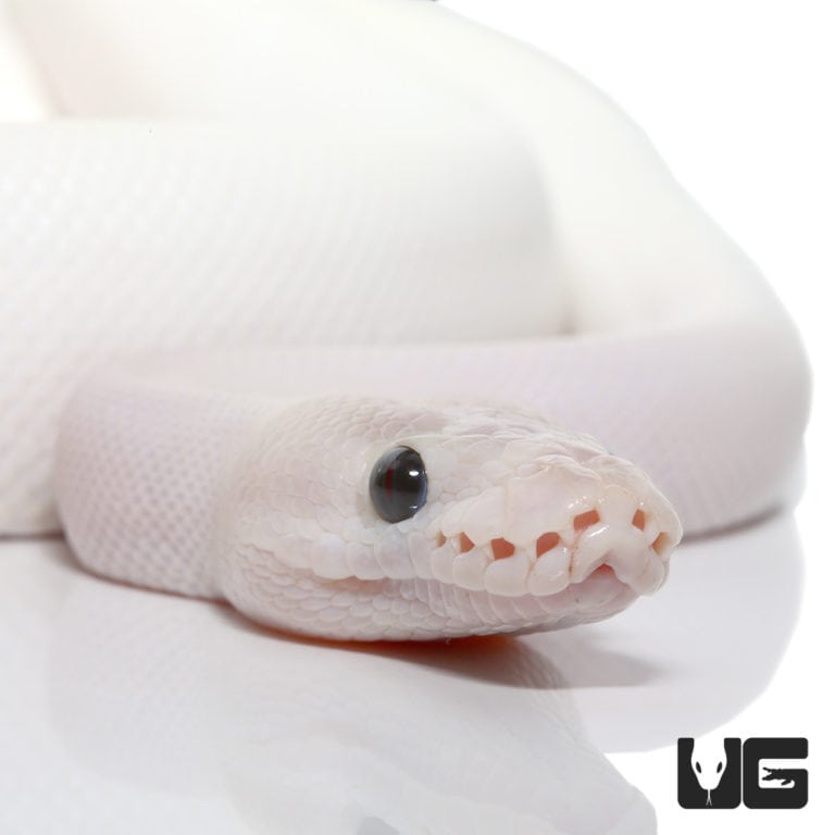 Ball Pythons For Sale - Underground Reptiles