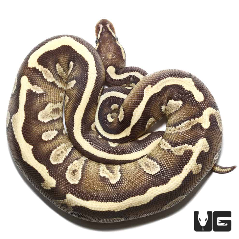 Ball Pythons For Sale - Underground Reptiles