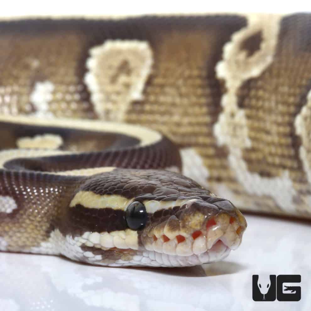 Ball Pythons For Sale - Underground Reptiles