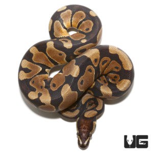 Ball Pythons For Sale - Underground Reptiles