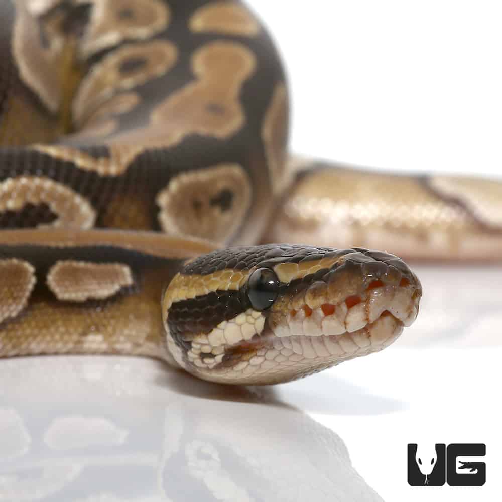 Mojave Ball Python (Python regius) For Sale - Underground Reptiles
