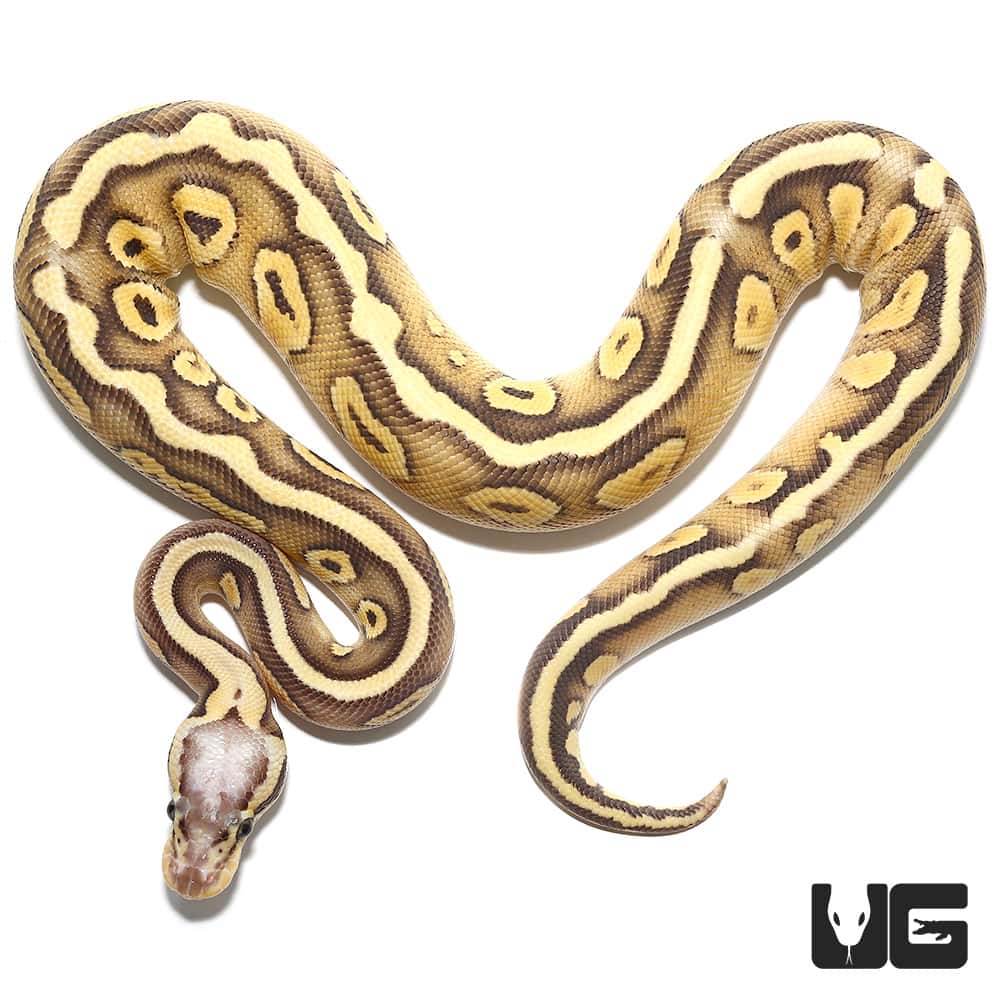 Motley Super Pastel Mojave Het Clown Ball Python (Python regius) For ...
