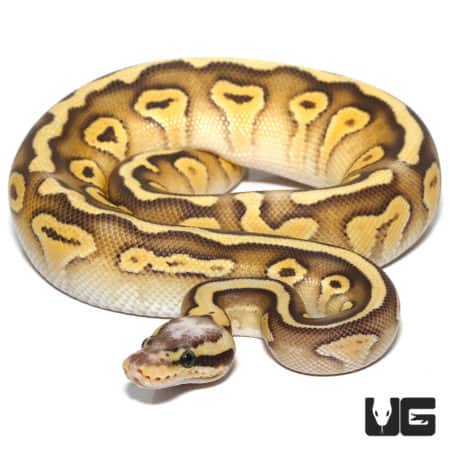 Motley Super Pastel Mojave Het Clown Ball Python (Python regius) For ...