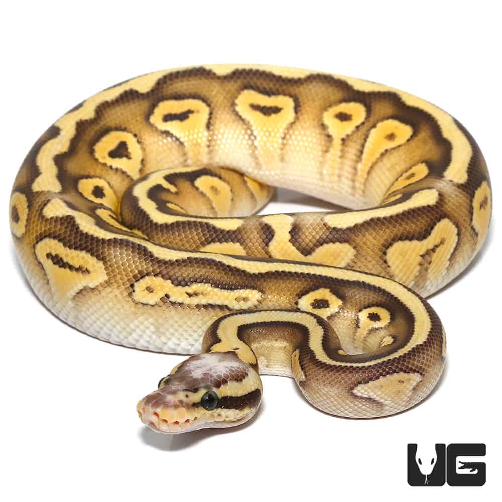Motley Super Pastel Mojave Het Clown Ball Python (Python regius) For ...