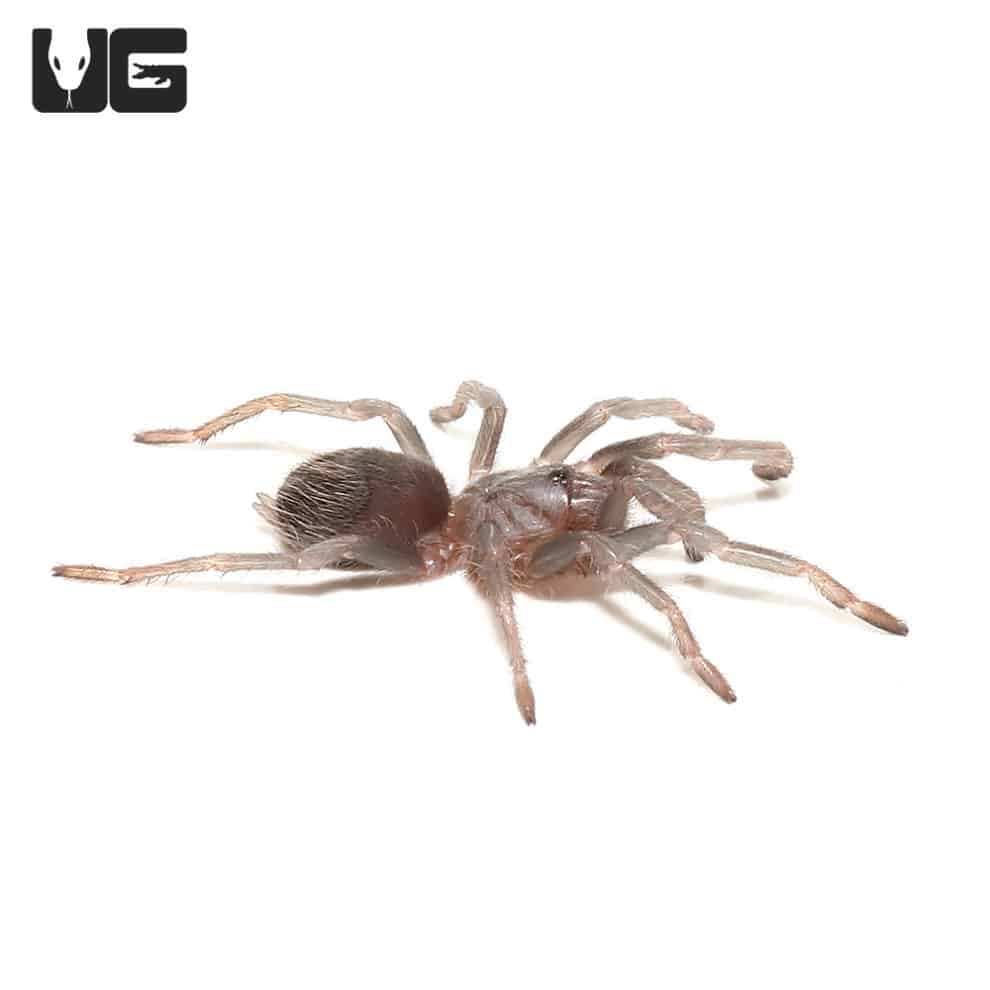 Brazilian Blue Violet Tarantula For Sale - Underground Reptiles