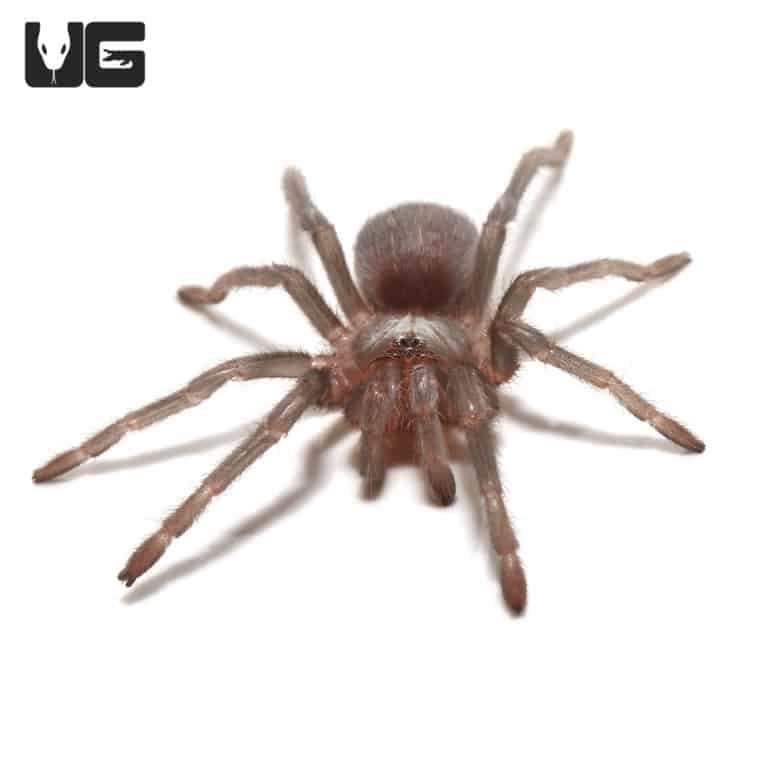 Brazilian Blue Violet Tarantula For Sale - Underground Reptiles