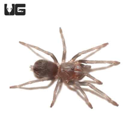 Brazilian Blue Violet Tarantula For Sale - Underground Reptiles