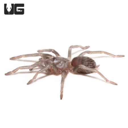 Brazilian Blue Violet Tarantula For Sale - Underground Reptiles