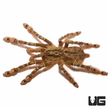 Featherleg Baboon Tarantula (Stromatopelma calceatum) For Sale ...