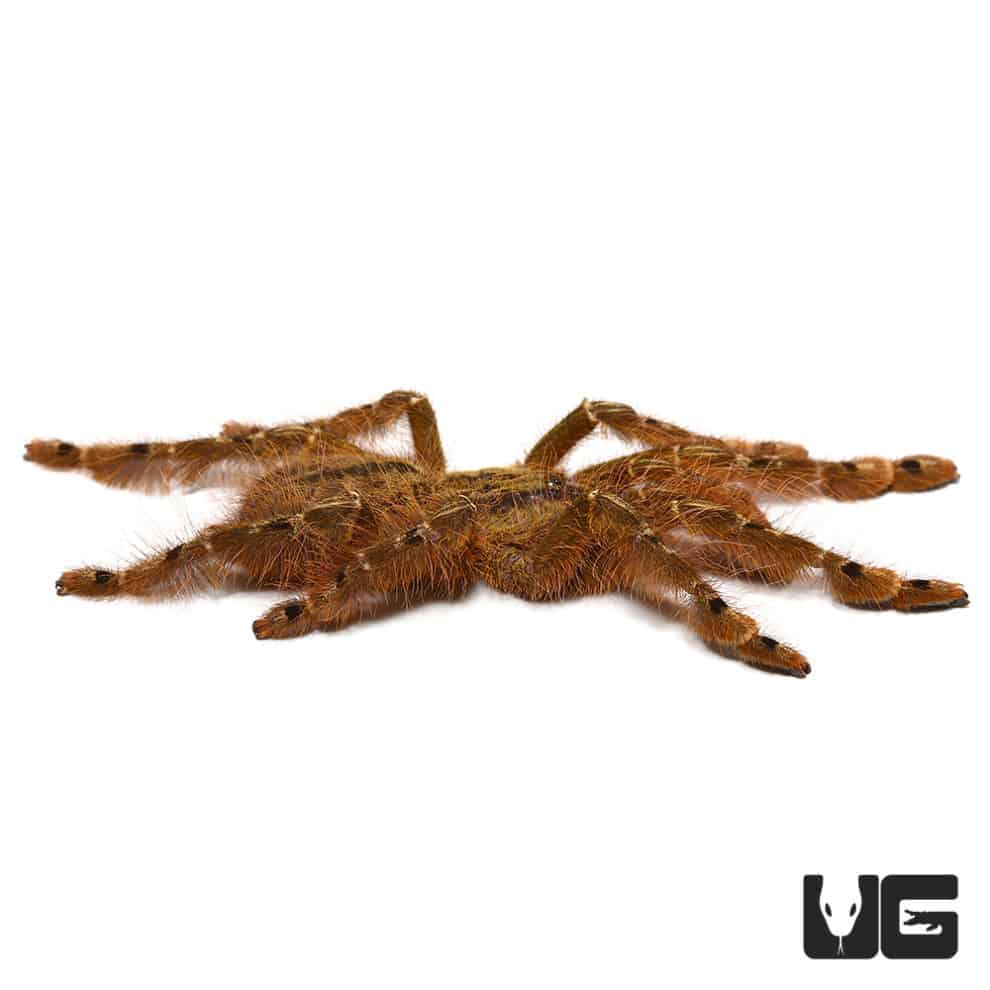 Feather Leg Baboon Tarantula (Stromatopelma calceatum) For Sale ...