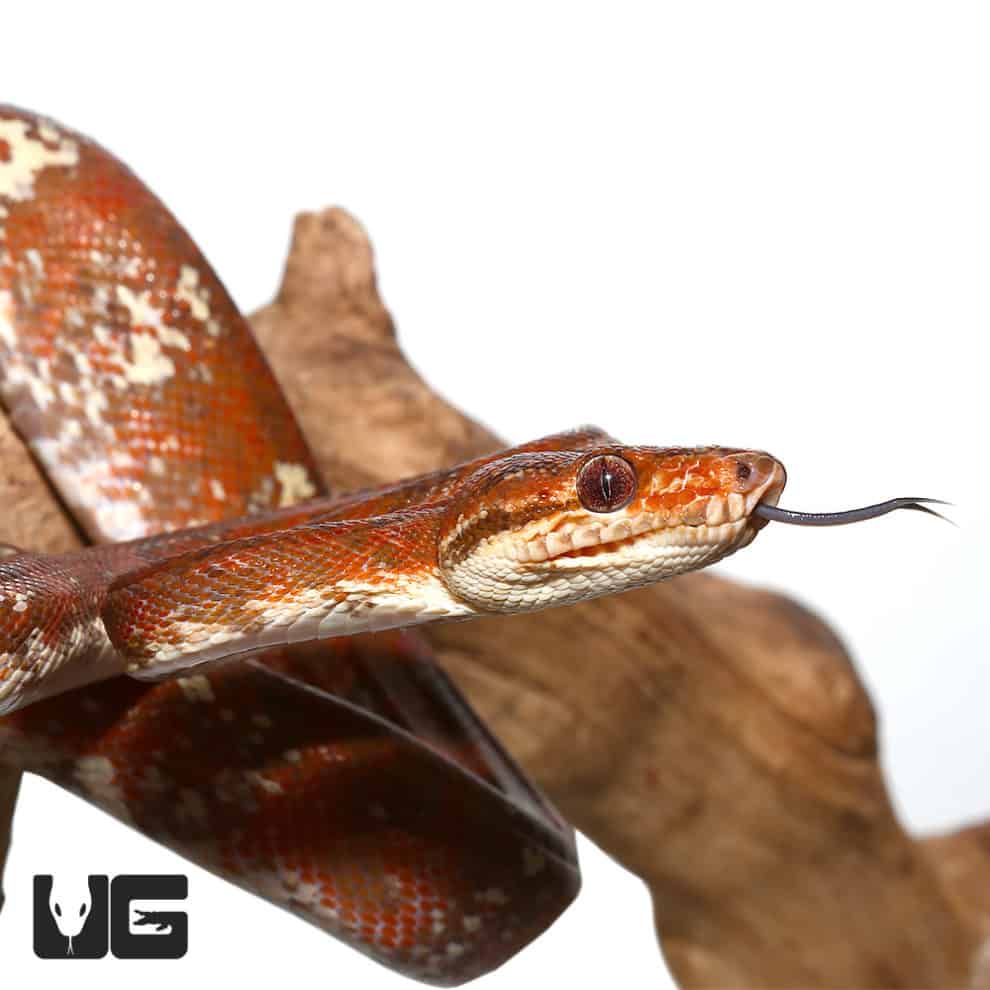 Baby Candy Cane Amazon Tree Boas For Sale - Underground Reptiles
