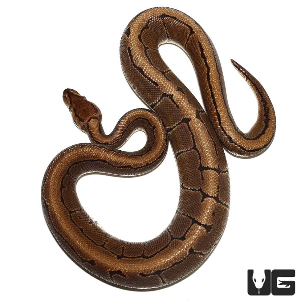 Ball Pythons For Sale - Underground Reptiles