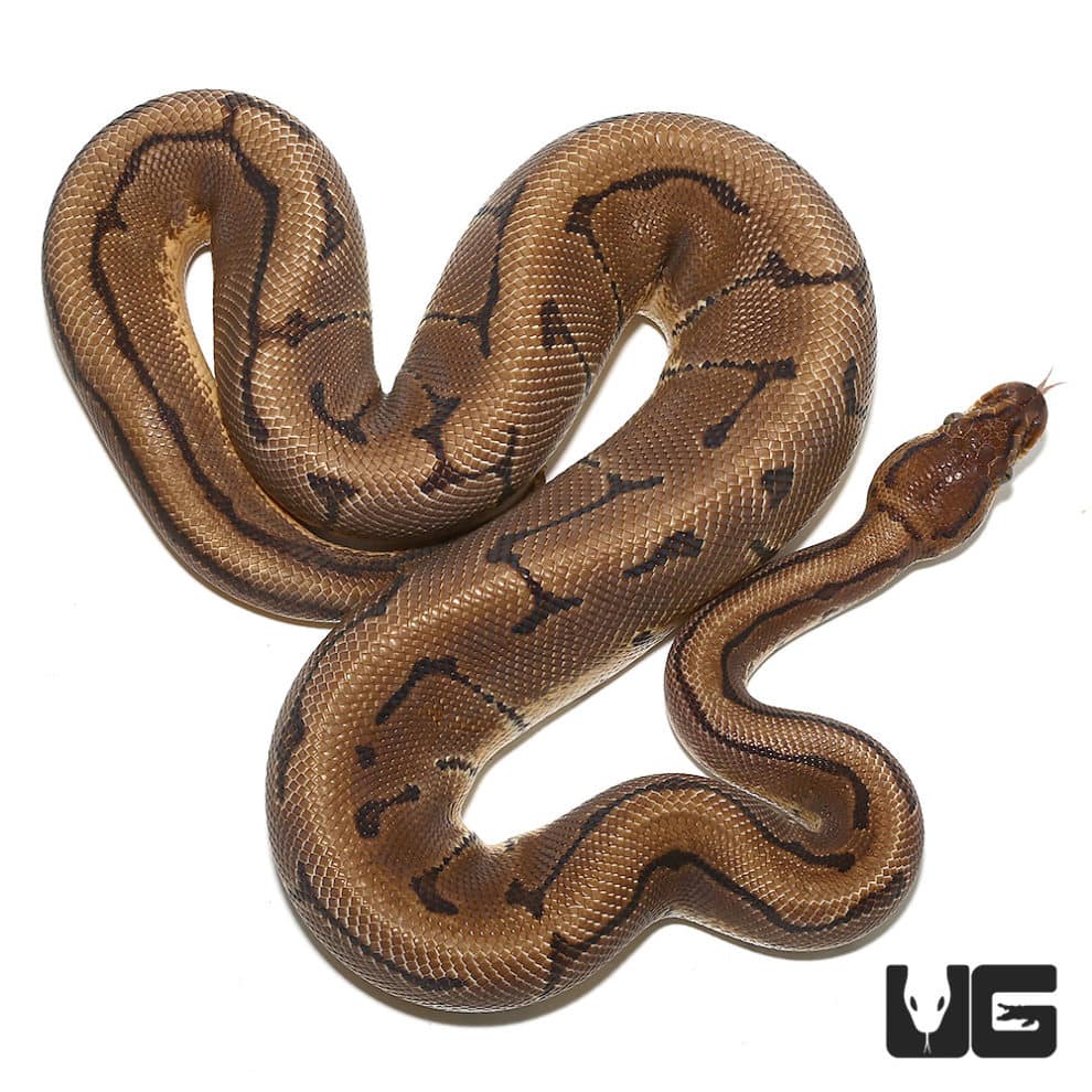 Ball Pythons For Sale - Underground Reptiles