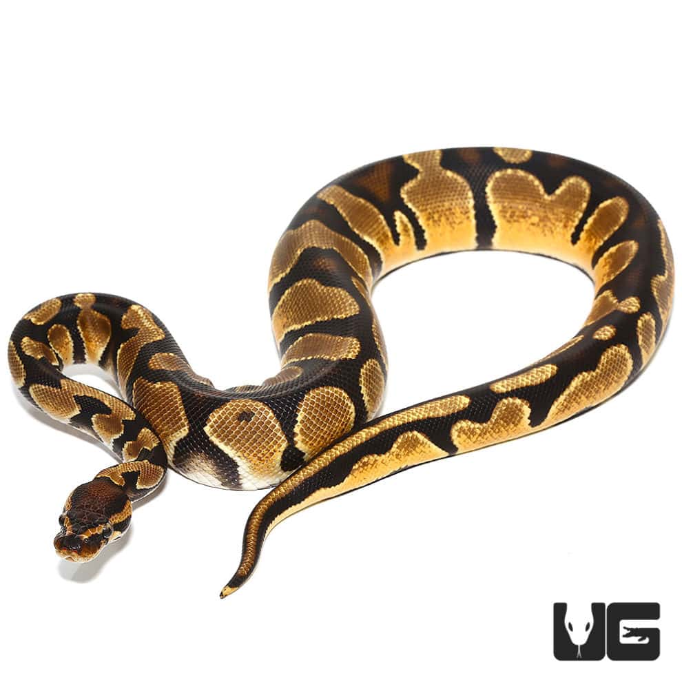 Orange Dream Enchi Het Pied 50% Het Hypo Ball Python (Python regius ...