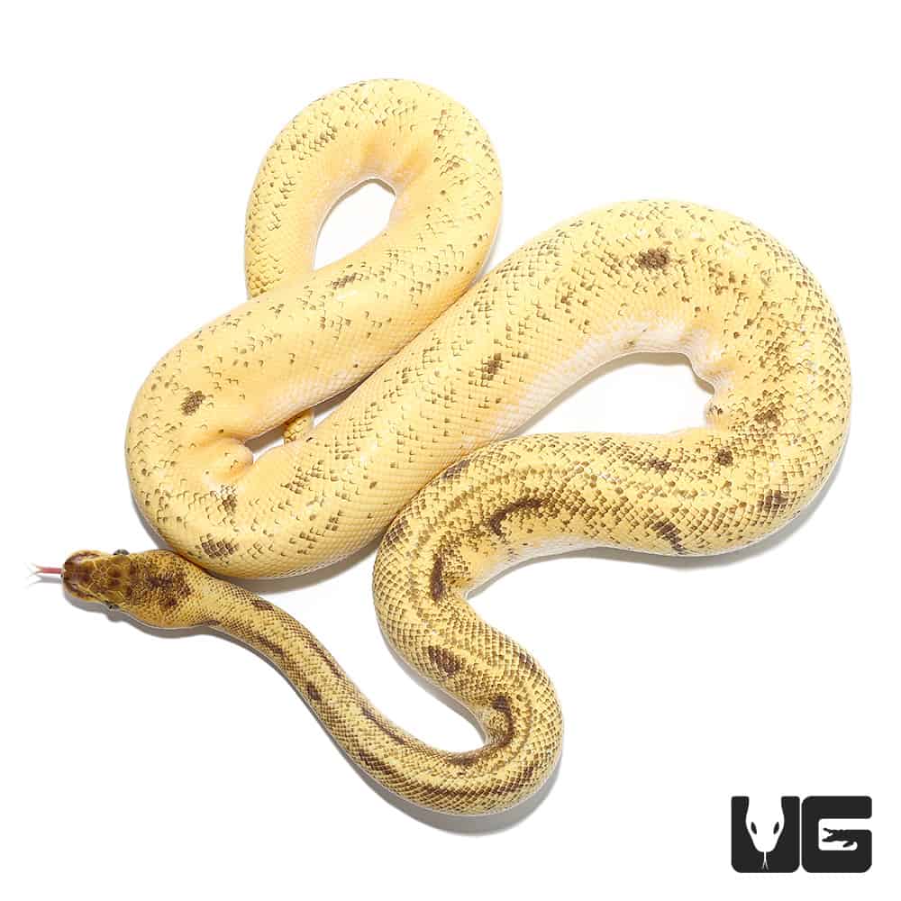 Orange Dream Enchi Pinstripe Fire Ball Python (Python regius) For Sale ...