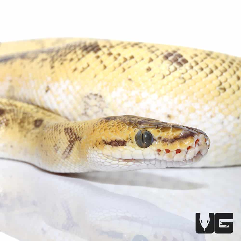 Orange Dream Enchi Pinstripe Fire Ball Python (Python regius) For Sale - Underground Reptiles