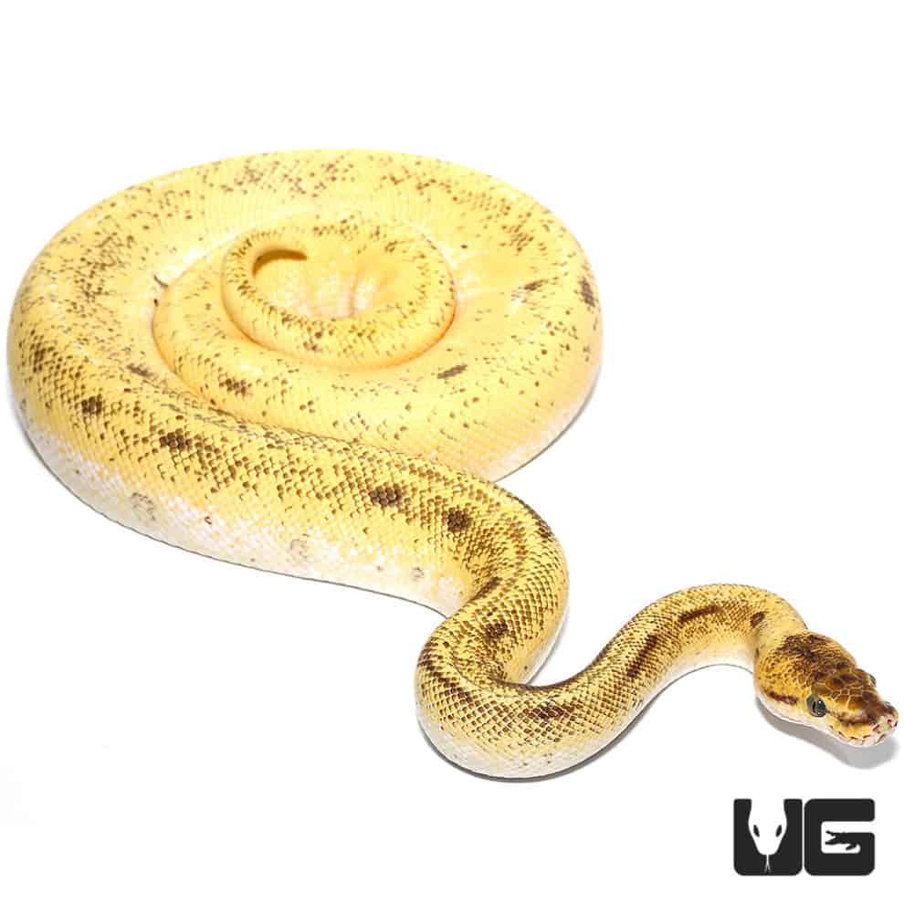 Orange Dream Enchi Pinstripe Fire Ball Python (Python regius) For Sale ...