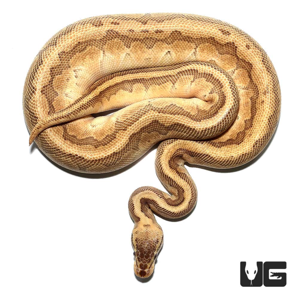 Ball Pythons For Sale - Underground Reptiles
