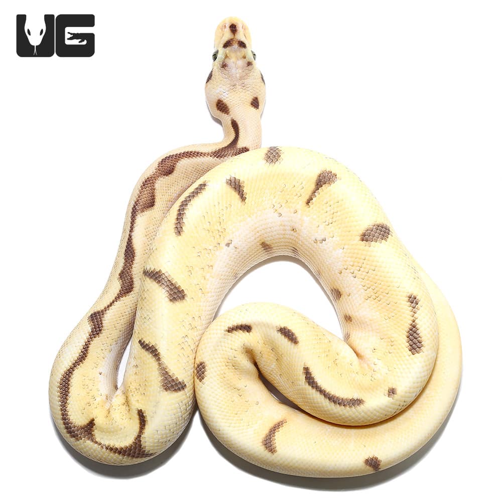 Orange Dream Spider Fire Clown Pastel Ball Python (Python regius) For ...