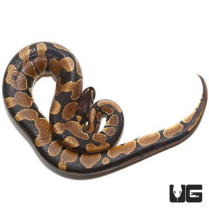 Pos Super Mandarin Ball Python (Python regius) For Sale - Underground ...