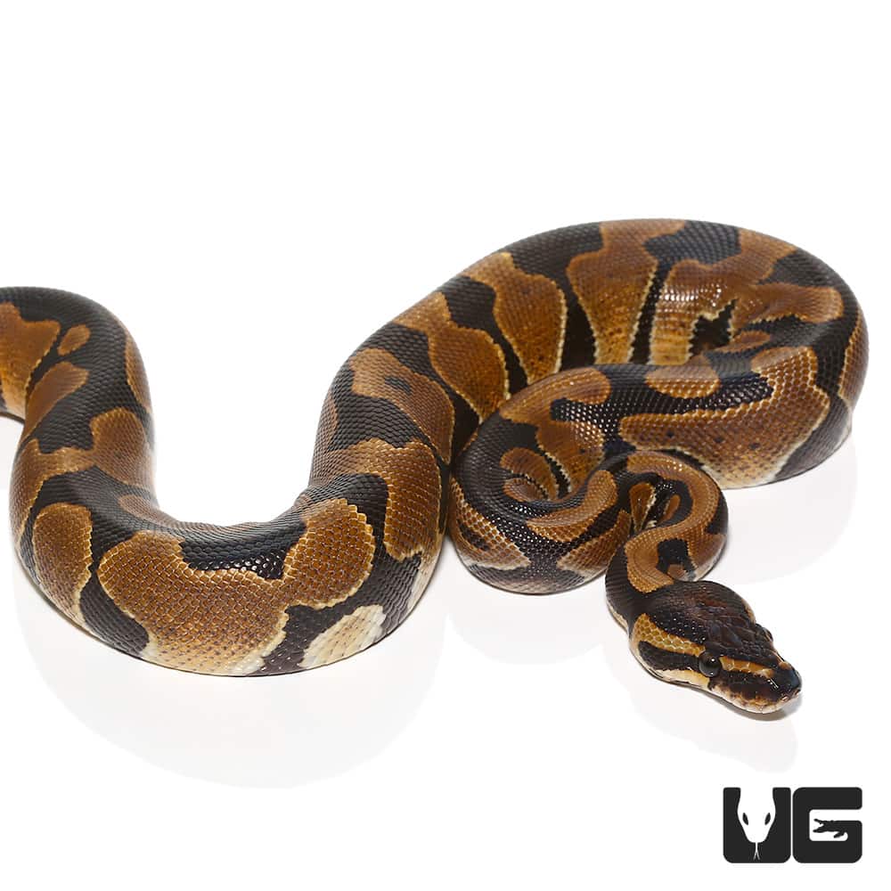 Pos Super Mandarin Ball Python (Python regius) For Sale - Underground ...