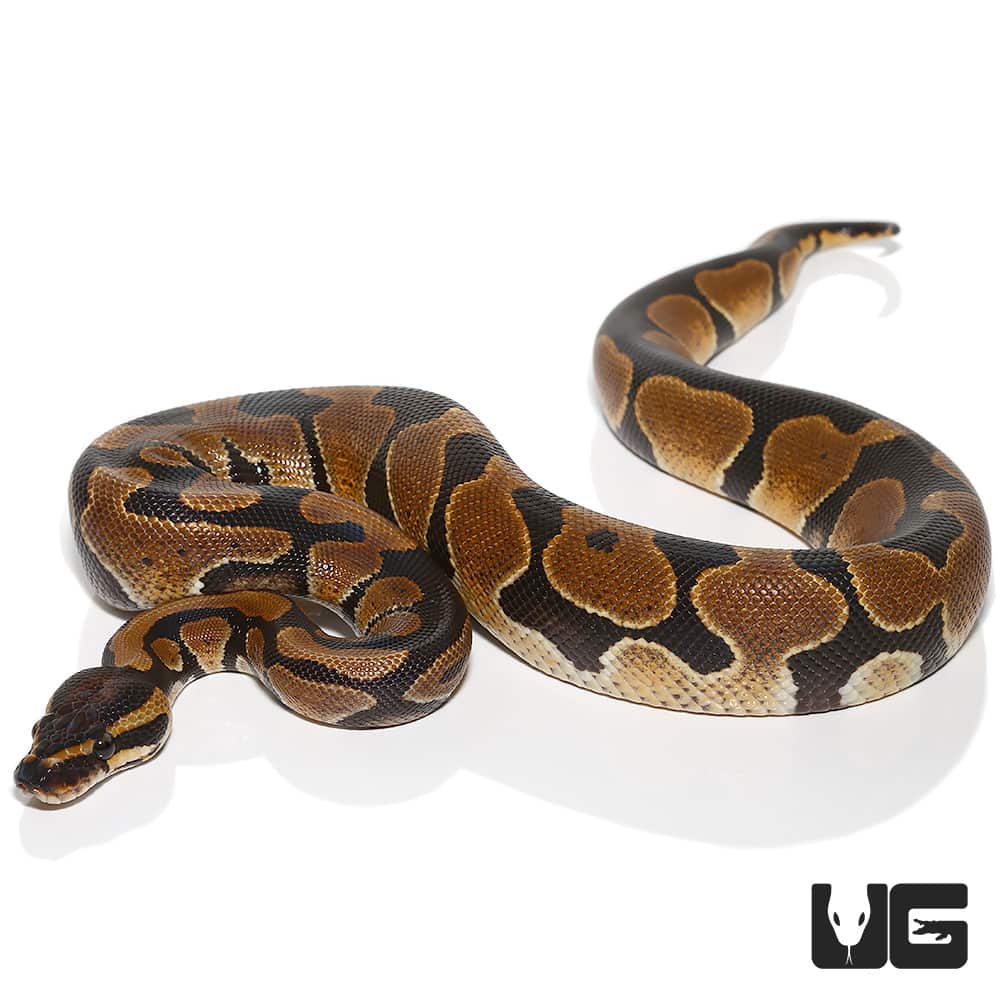 Pos Super Mandarin Ball Python (Python regius) For Sale - Underground ...