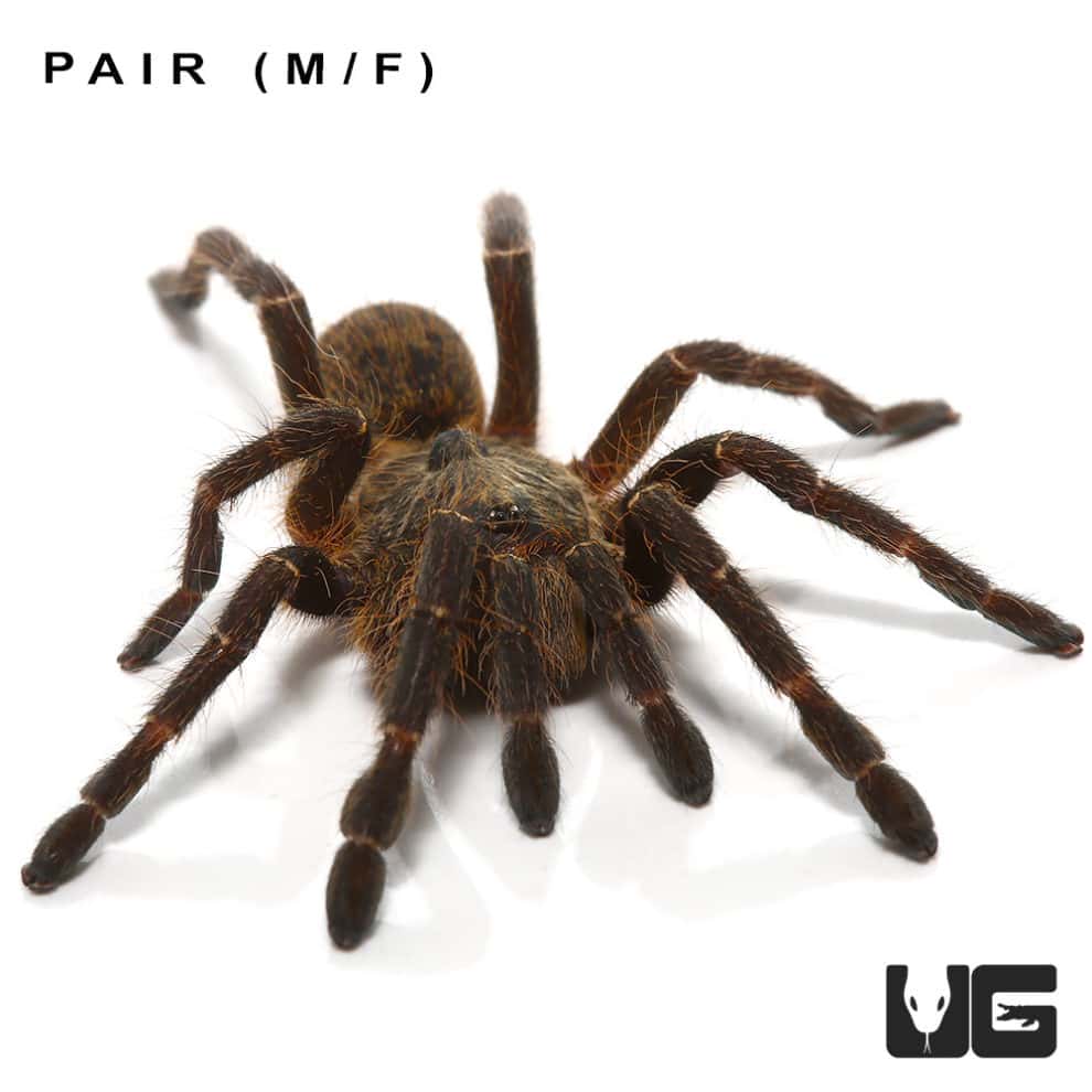 Rear Horn Baboon Tarantula Pair (Ceratogyrus darlingi) For Sale ...