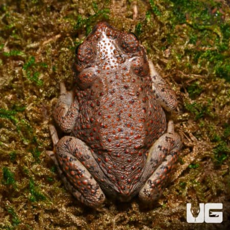 Toads For Sale - Underground Reptiles