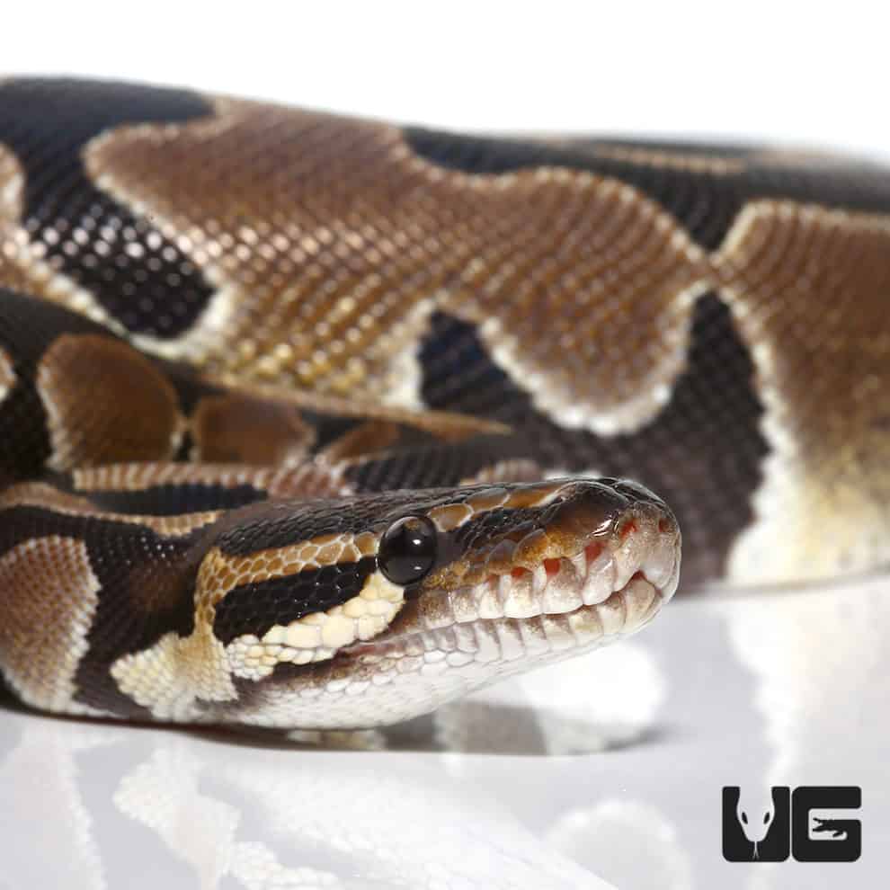2018 Lavender Albino Spider Ball Python For Sale - Underground Reptiles
