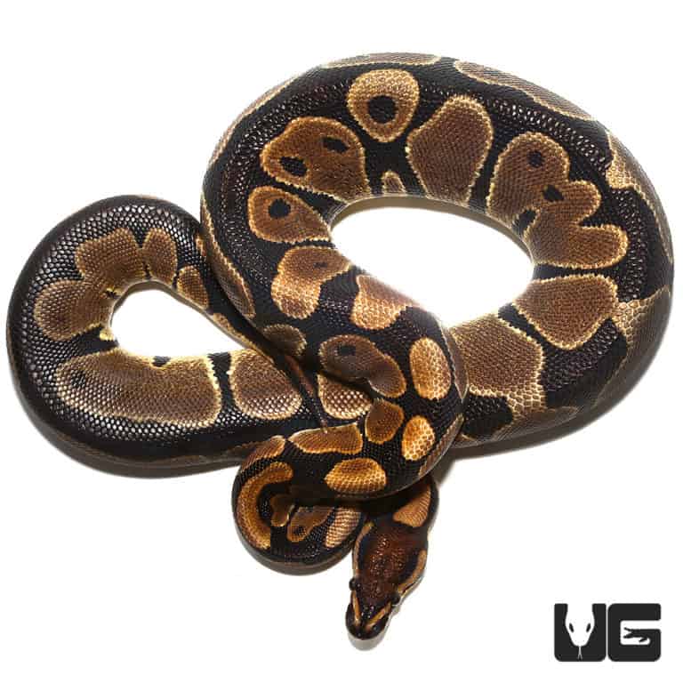 Ball Pythons For Sale - Underground Reptiles