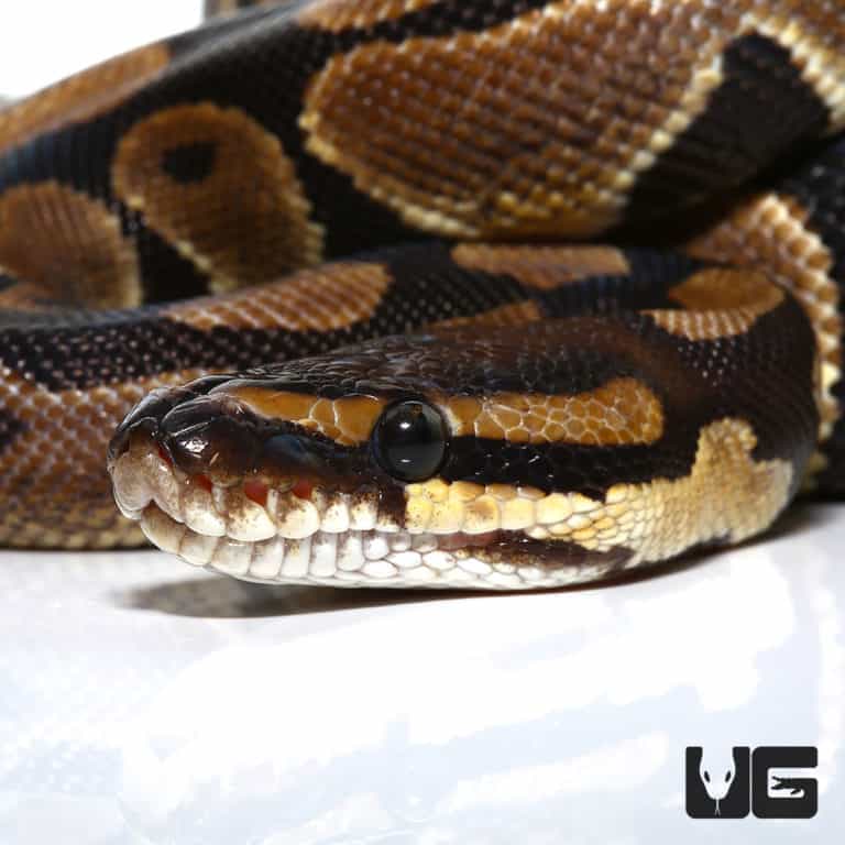 Ball Pythons For Sale - Underground Reptiles