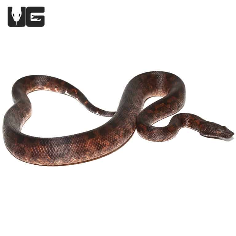 Solomon Island Ground Boas for sale - Underground Reptiles