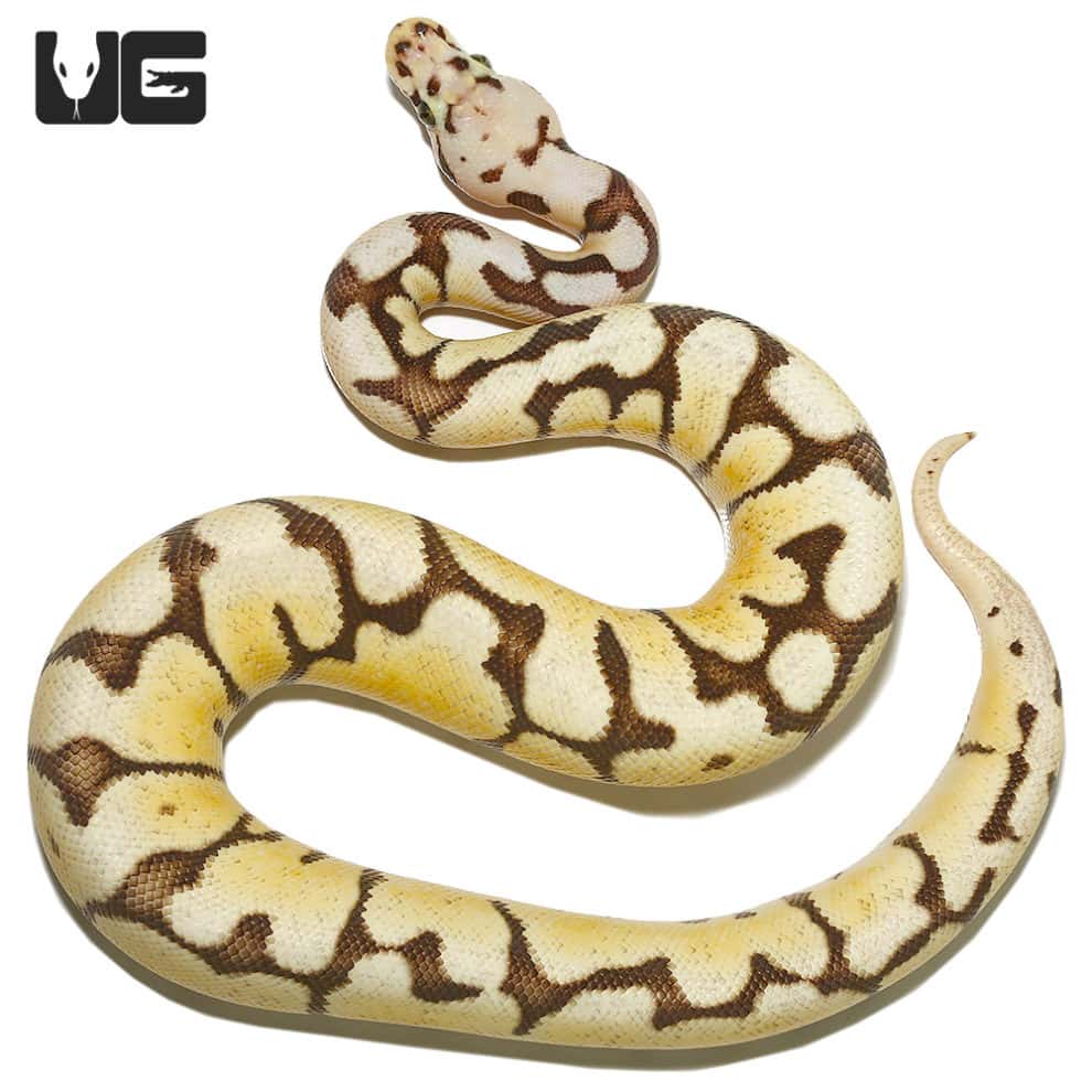Ball Pythons For Sale - Underground Reptiles