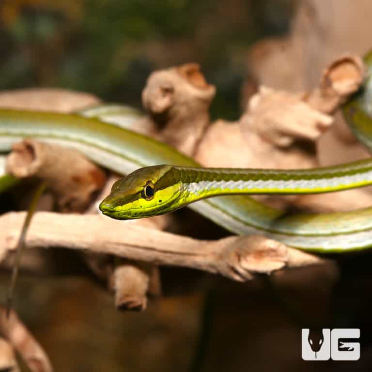 Banded Cat Eye Snakes For Sale - Underground Reptiles