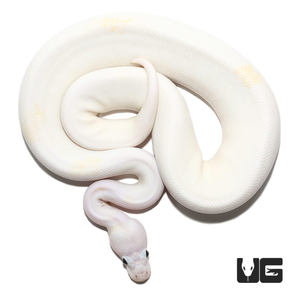 2018 Lavender Albino Spider Ball Python For Sale - Underground Reptiles