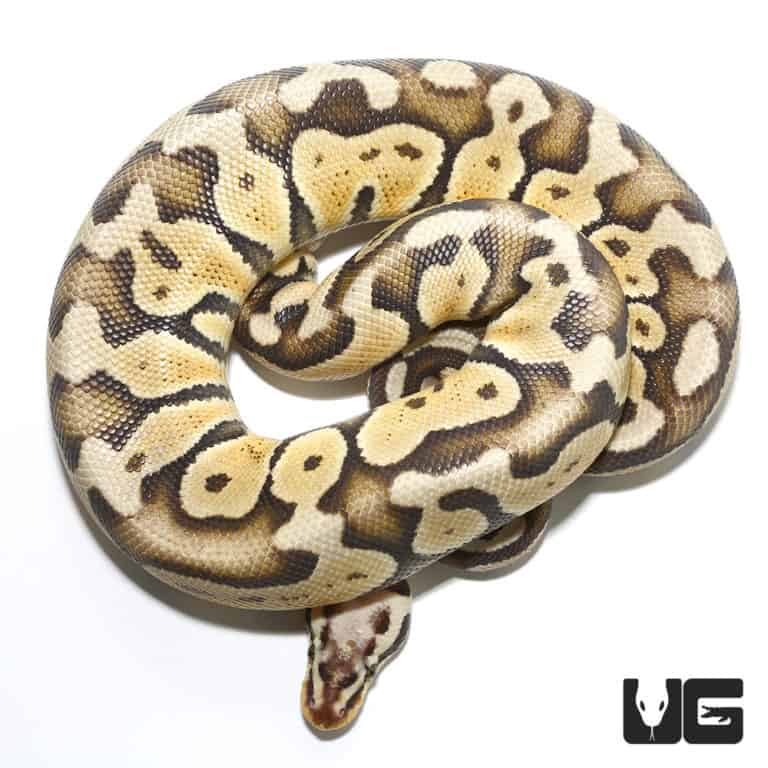 2018 Lavender Albino Spider Ball Python For Sale - Underground Reptiles