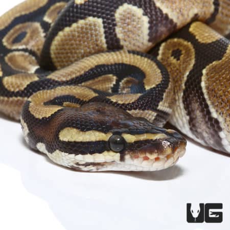 Ball Pythons For Sale - Underground Reptiles